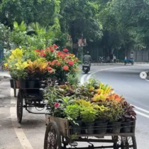 Defence Colony: A Prestigious Neighborhood in South Delhi